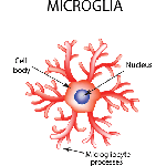 Microglía y autismo – Equipo Atenea Autismo